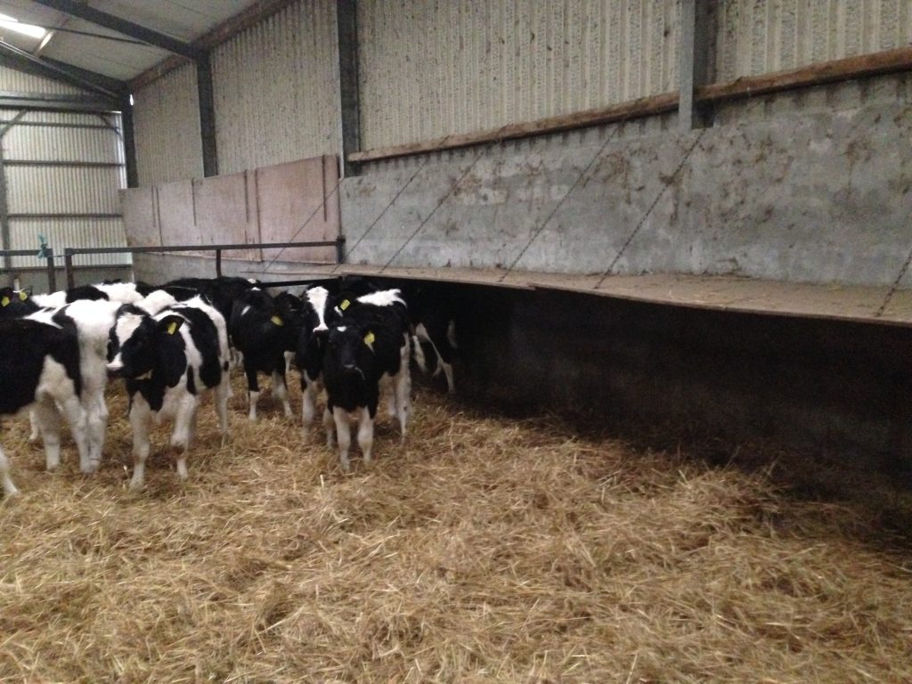 Dairy Calf Housing: Keeping Calves Healthy Indoors - Avondale Veterinary